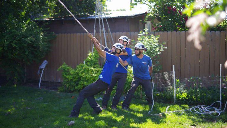 About Us – Boise Tree
