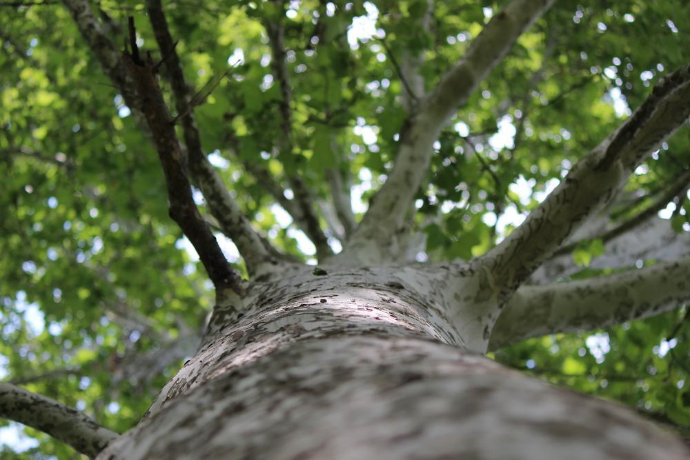 Boise Tree – Tree Removal, Pruning, and Stump Grinding